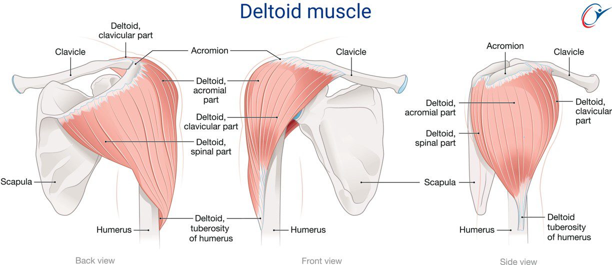 Rugby Sport Science Injuries - Upper Limb - Shoulder & Arm - Rotator ...