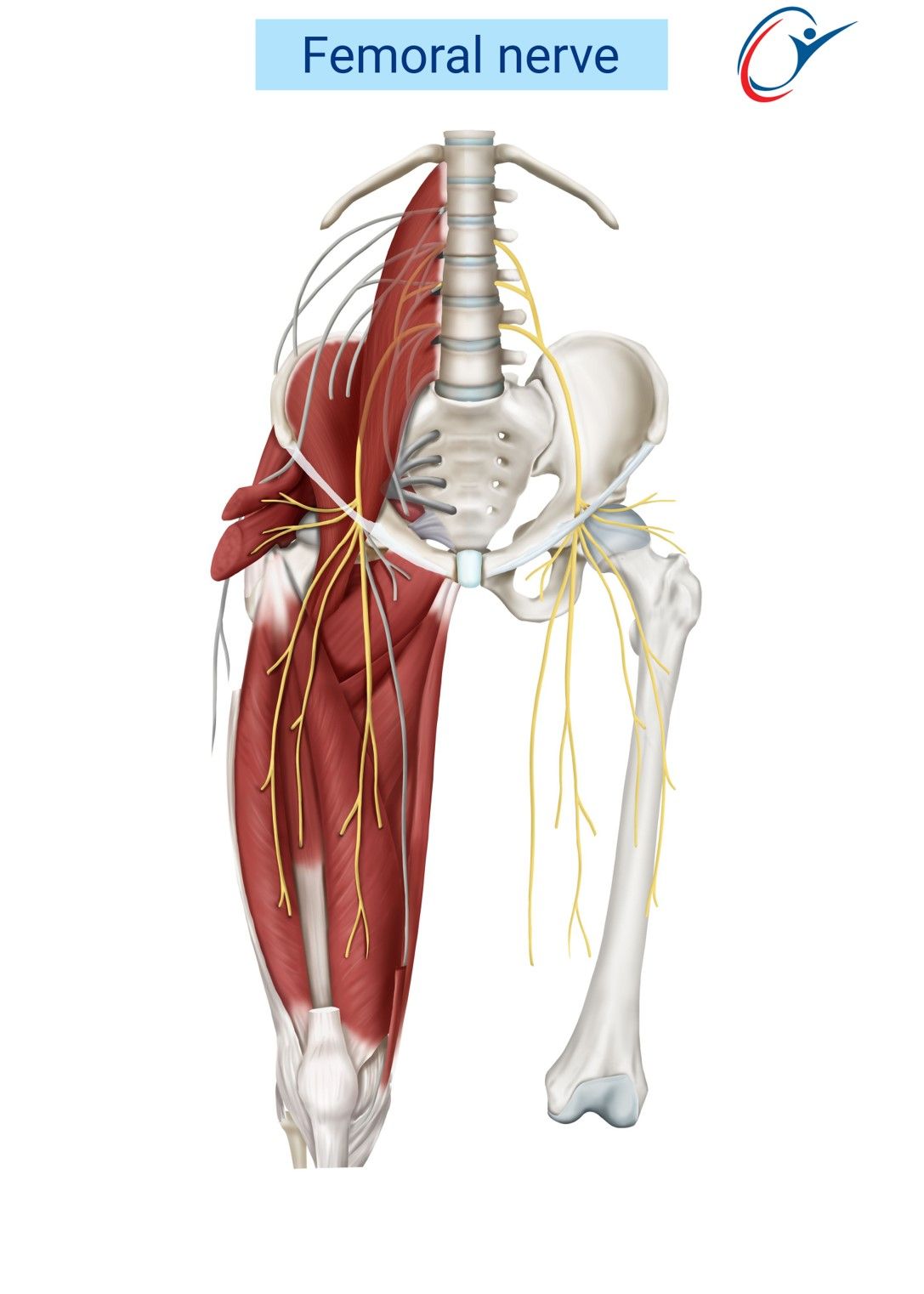 Femoral Nerve Block | ASSIC Education